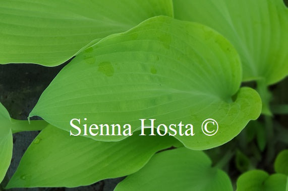 Hosta 'Prairie Moon' - Sienna Hosta