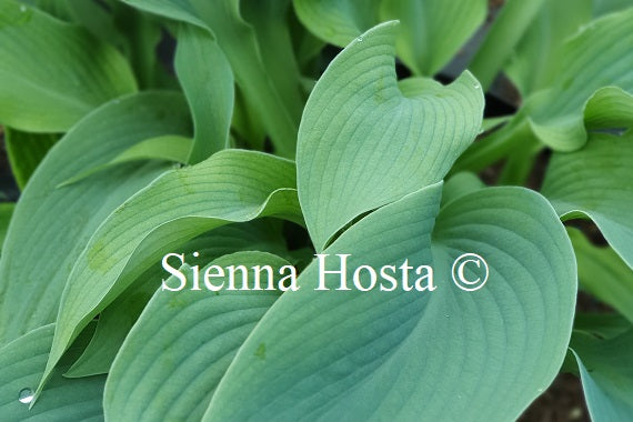 Hosta 'Jumbo' - Sienna Hosta
