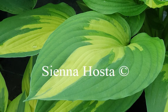 Hosta 'Christmas Candy' - Sienna Hosta