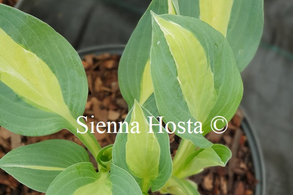 Hosta 'Hot Kiss' - Sienna Hosta