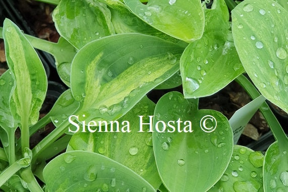 Hosta 'Bashful' - Sienna Hosta