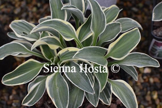 Hosta 'Funny Mouse' - Sienna Hosta