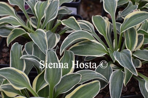 Hosta 'Funny Mouse' - Sienna Hosta