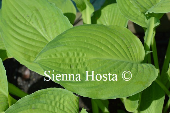 Hosta 'Yesterday's Memories' - Sienna Hosta