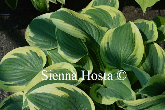Hosta 'Yin' - Sienna Hosta
