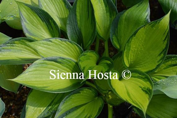 Hosta 'Orange Star' - Sienna Hosta