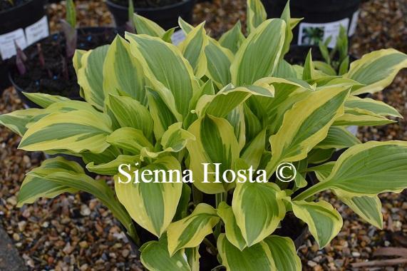 Hosta 'Yellow Splash Rim' - Sienna Hosta