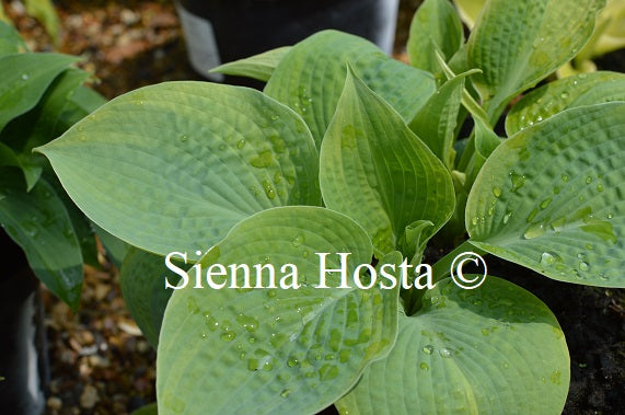 Hosta 'Paradise Surprise' - Sienna Hosta