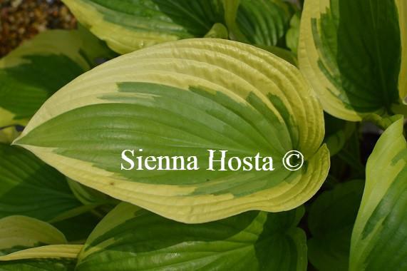 Hosta 'Percy' - Sienna Hosta