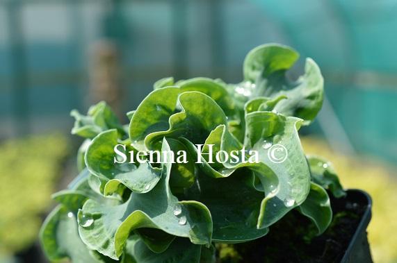 Hosta 'Church Mouse' - Sienna Hosta