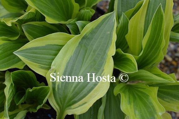 Hosta 'Bold Ribbons' - Sienna Hosta