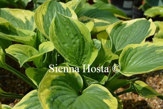 Hosta 'Anne' - Sienna Hosta