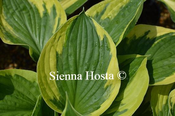 Medium Hostas - Sienna Hosta
