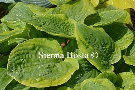 Hosta 'Abiqua Moonbeam' - Sienna Hosta