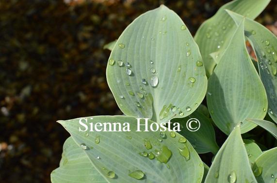 Hosta 'Blue Moon' - Sienna Hosta