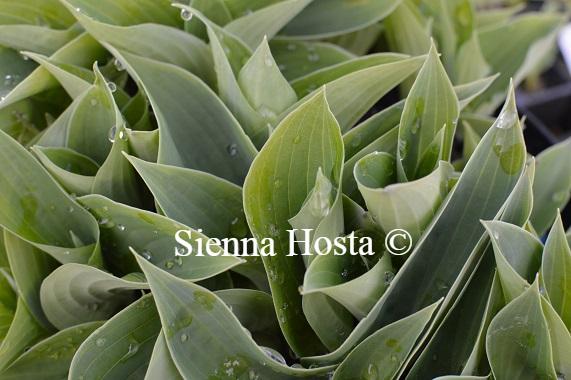 Hosta 'Abby' - Sienna Hosta