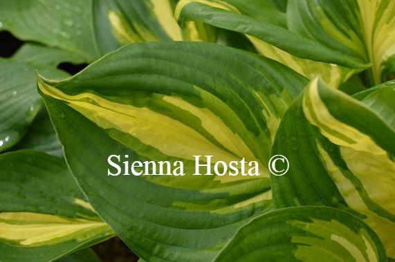 Hosta 'Center of Attention' - Sienna Hosta