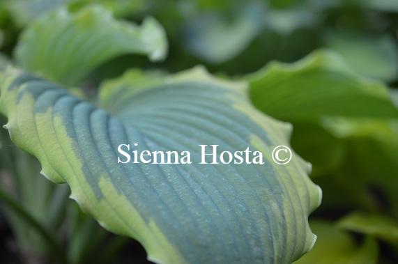 Hosta 'Spartacus' - Sienna Hosta