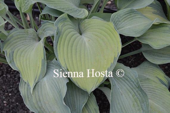 Hosta 'Beckoning' - Sienna Hosta