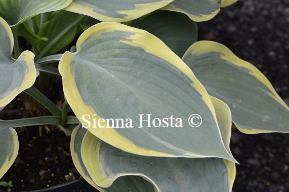 Hosta 'Battle Star' - Sienna Hosta