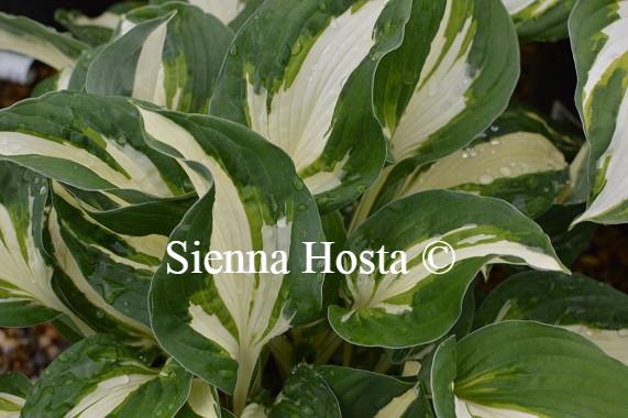 Hosta 'Enterprise' - Sienna Hosta