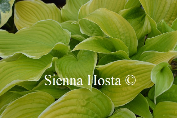 Hosta 'Fiesta' - Sienna Hosta