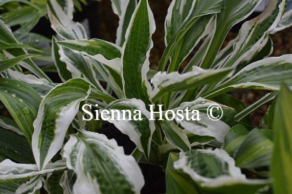 Hosta 'Hi Ho Silver' - Sienna Hosta