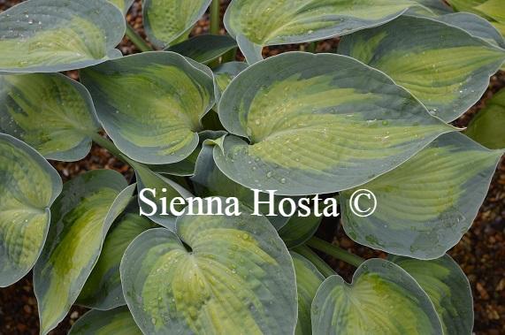 Sienna Hosta - Specialist mail order hosta growers