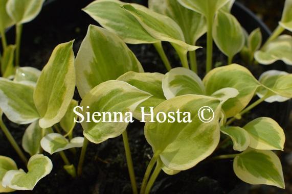 Hosta 'Heavenly Tiara' - Sienna Hosta