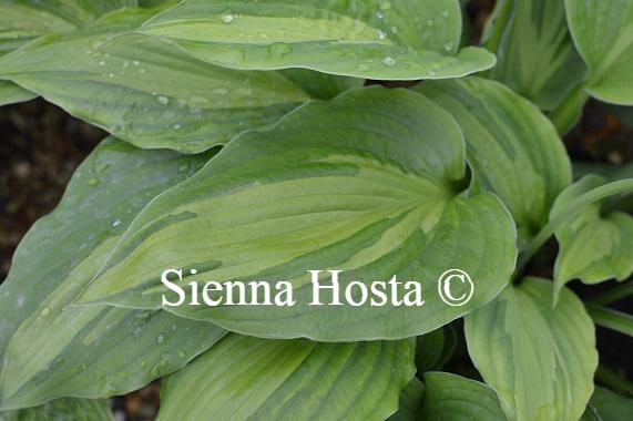 Hosta 'Elizabeth Campbell' - Sienna Hosta