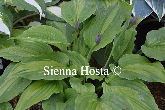 Hosta 'Elizabeth Campbell' - Sienna Hosta