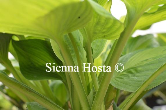 Hosta 'Elizabeth Campbell' - Sienna Hosta