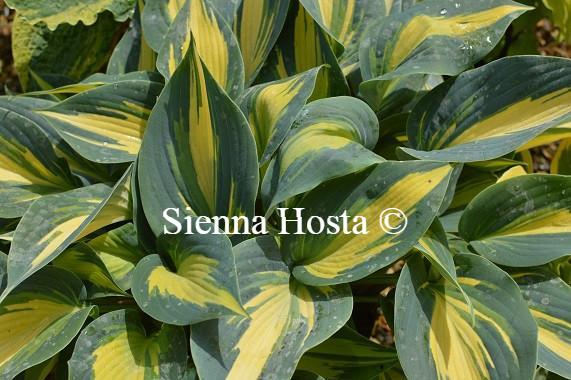 Hosta 'Magic Island' - Sienna Hosta