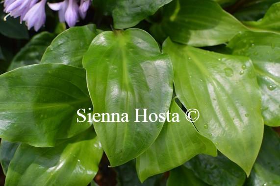 Hosta 'Red Stepper' - Sienna Hosta