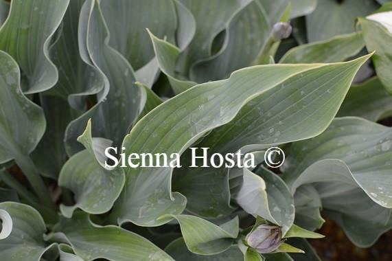 Hosta 'Salute' - Sienna Hosta