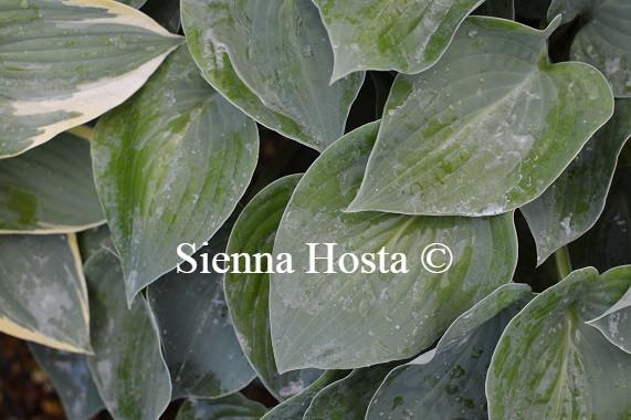 Hosta 'Sherborne Profusion' - Sienna Hosta