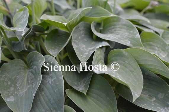 Hosta 'Sherborne Swallow' - Sienna Hosta