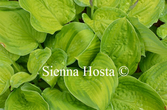 Hosta 'September Sun' - Sienna Hosta