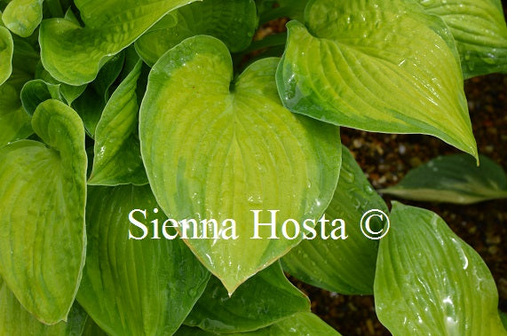 Hosta 'September Sun' - Sienna Hosta