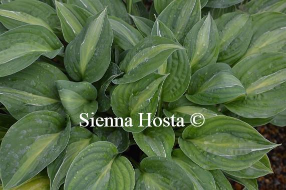 Hosta 'Striptease' - Sienna Hosta