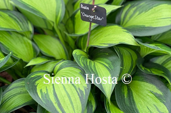 Hosta 'Orange Star' - Sienna Hosta