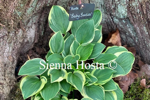 Miniature and Small Hostas - Sienna Hosta