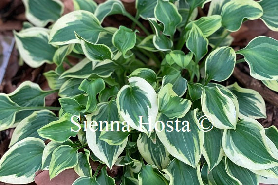 Hosta 'Wrinkle in Time' - Sienna Hosta