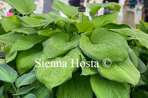 Hosta 'Fran Godfrey' - Sienna Hosta