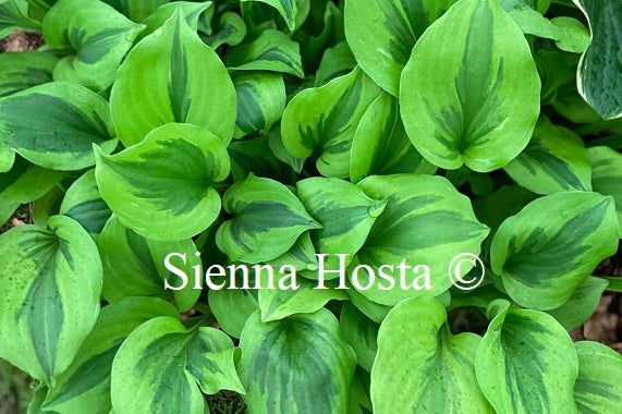 Hosta 'Grand Tiara' - Sienna Hosta