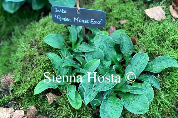 Hosta 'Green Mouse Ears' - Sienna Hosta