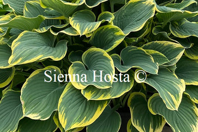 Hosta 'Sagae' - Sienna Hosta