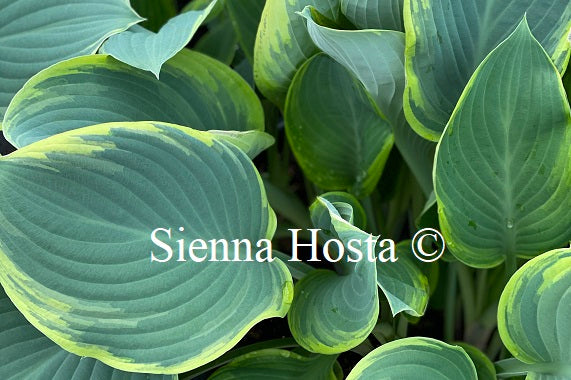 Hosta 'Regal Splendor' - Sienna Hosta