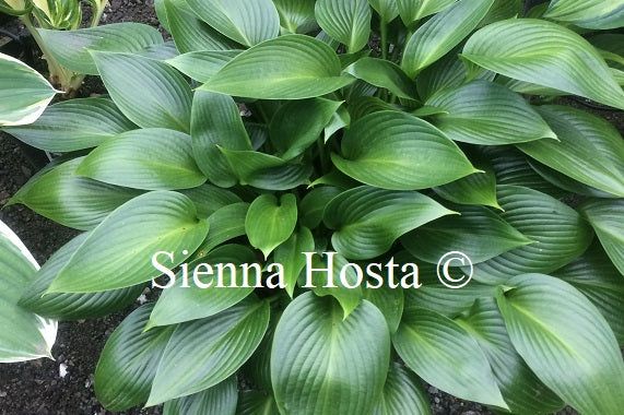 Hosta 'Devon Green' - Sienna Hosta