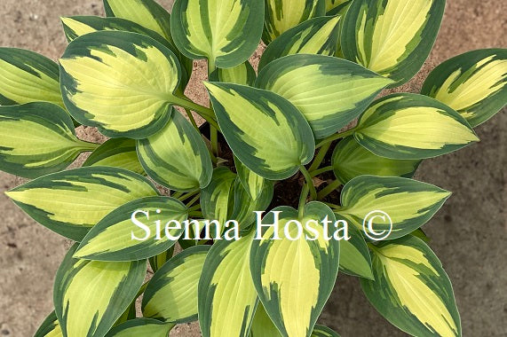 Hosta 'Moonstruck' - Sienna Hosta
